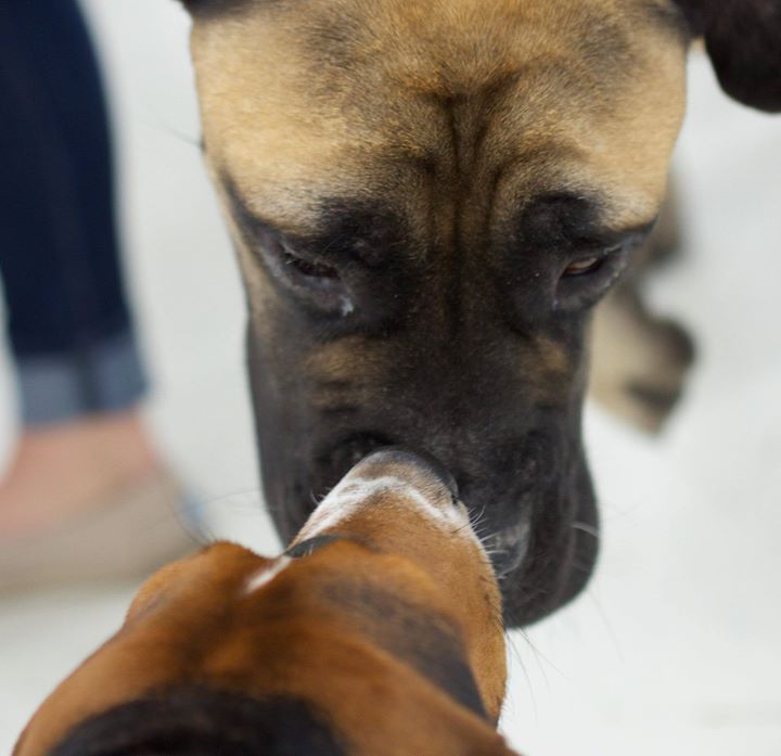 Events Pet Haven Of Minnesota events-pet-haven-of-minnesota