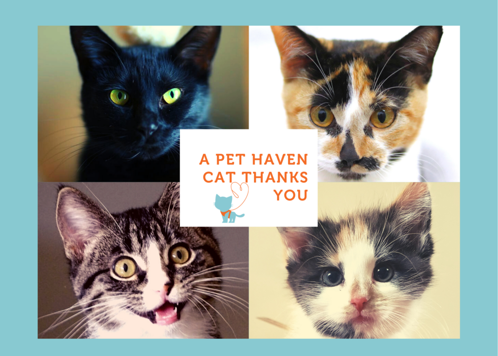 Sponsor a Foster Animal - Pet Haven of Minnesota